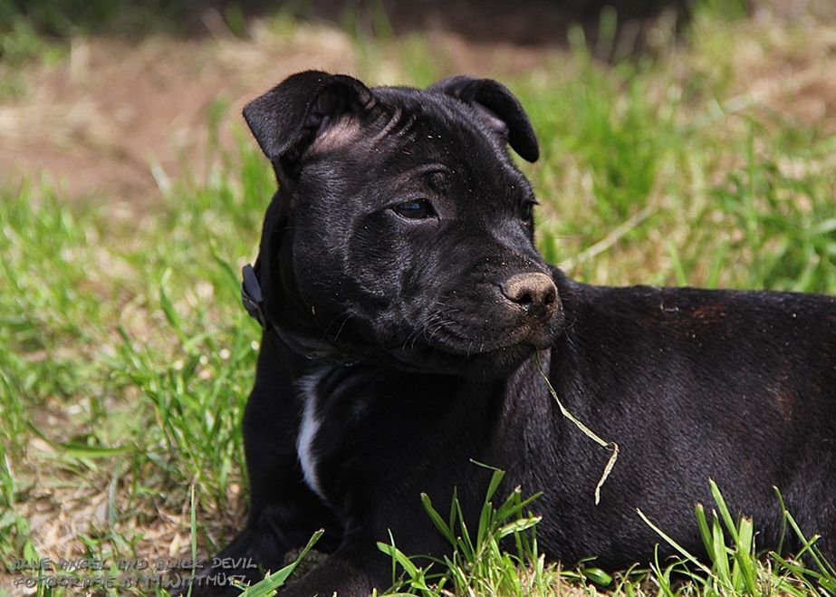 Welpen | Vom Ilbesberg